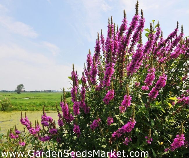 Purple loosestrife, spiked loosestrife, purple lythrum - 11500 seeds ...