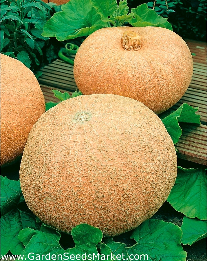 Giant squash ' Yellow Melon' - 100 g – Garden Seeds Market | Free shipping