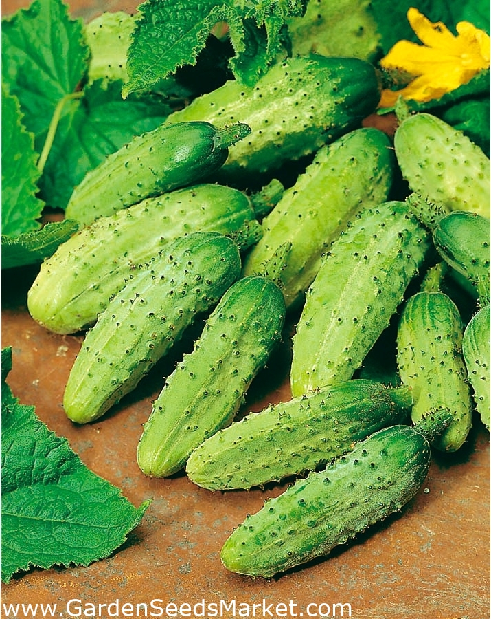 Cucumber "Wisconsin SMR 58", pickling variety - TREATED SEEDS - 250 ...