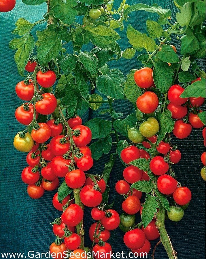 Tomate - Harzfeuer F1 - 100 graines - Lycopersicon esculentum Mill ...