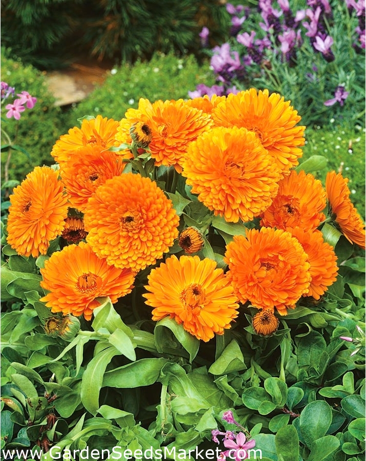 Pot marigold "Orange Gem" - orange; ruddles, common marigold, Scotch ...