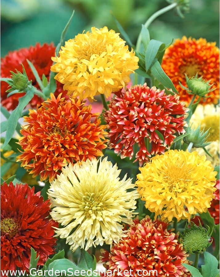 Firewheel Flower Seeds | Best Flower Site