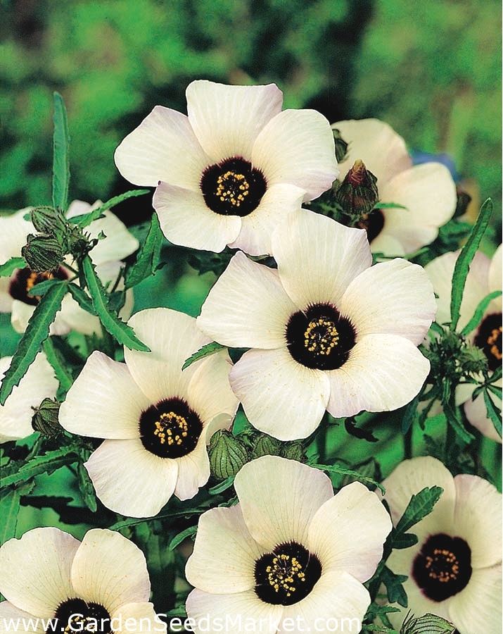 Venice Mallow, Flower-of-an-Hour seeds - Hibiscus trionum - 220 seeds ...