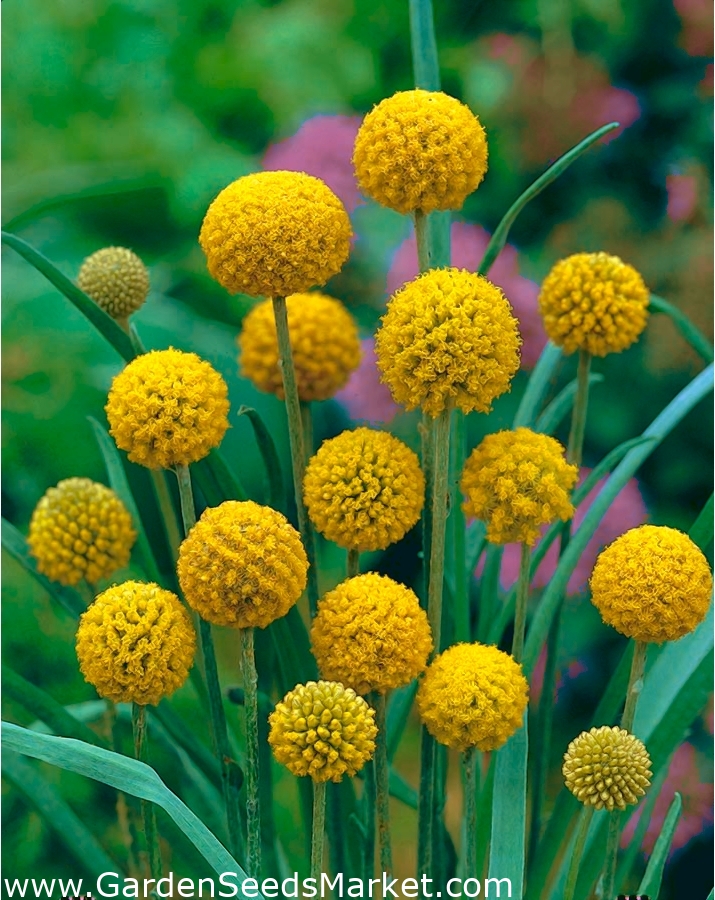 Graines de Craspédie - Craspedia globosa - 280 graines - Pycnosorus ...