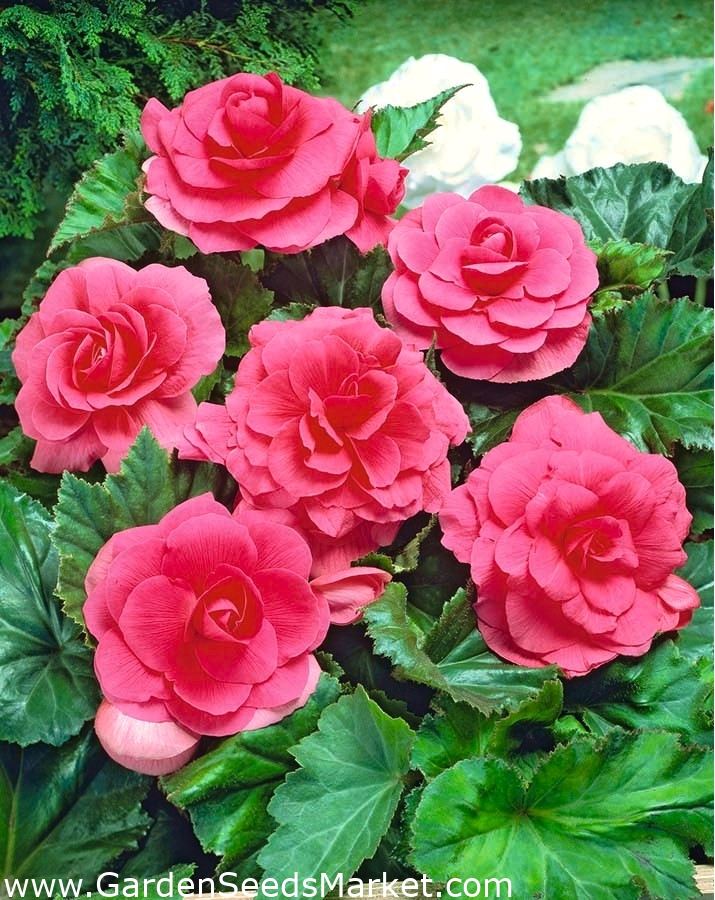 Begonia doble - rosa - paquete grande! - 20 piezas - – Garden Seeds ...