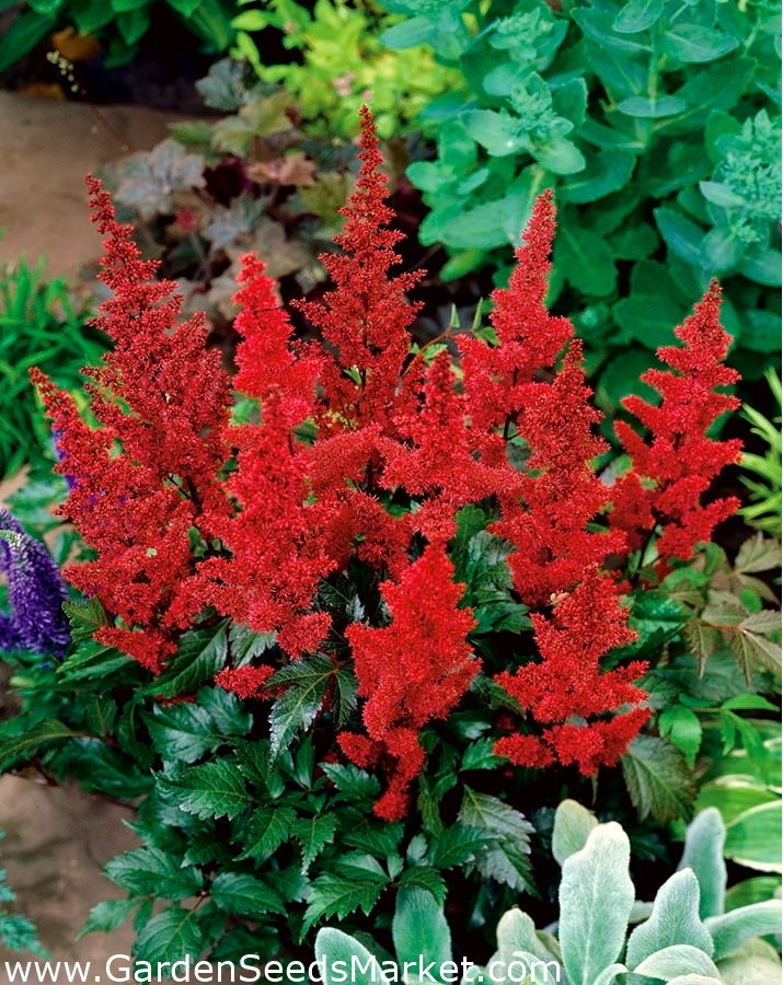 Astilbe "Rojo Borgoña" - rojo carmesí; spirea falso - paquete grande ...