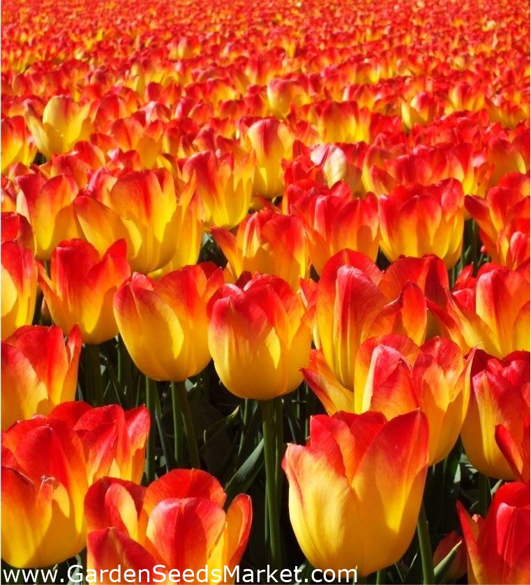 Tulipe Suncatcher - paquet de 5 pièces - Tulipa Suncatcher – Garden ...