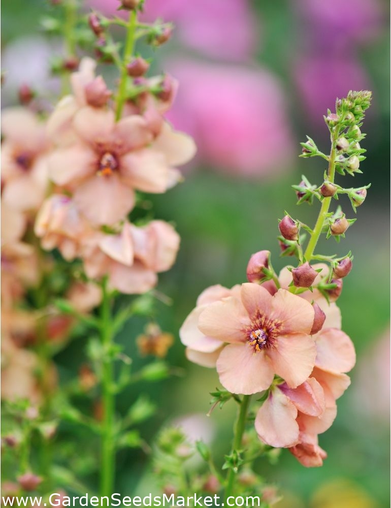 Perennial Mullein mixed seeds - Verbascum sp. - 700 seeds – Garden ...