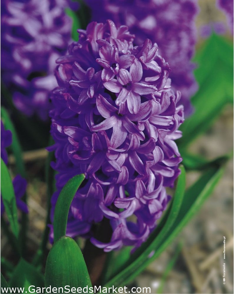 Hyacinthus Purple Star - Hyacinth Purple Star - 3 bulbs – Garden Seeds ...