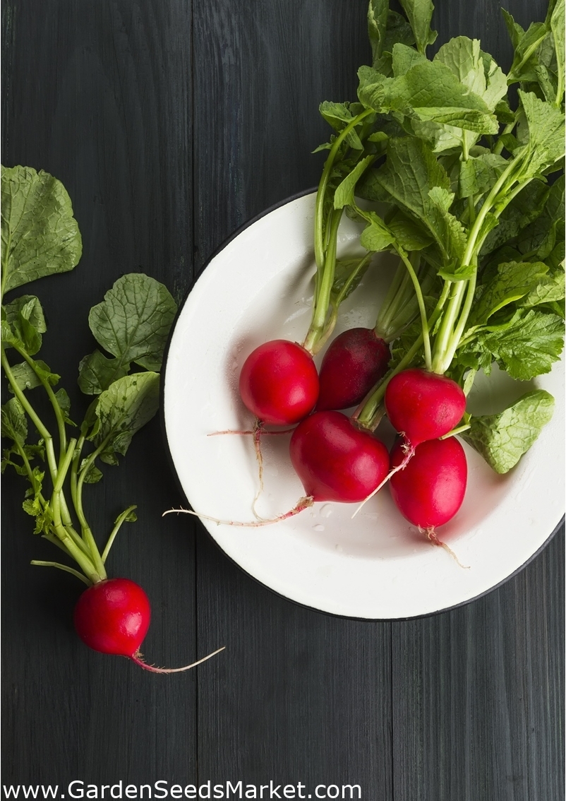 Radish "Cherry Belle" - 850 seeds – Garden Seeds Market | Free shipping