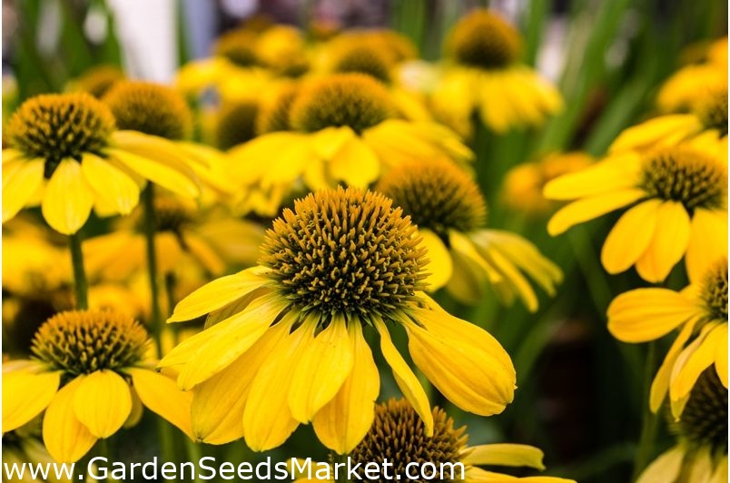 Röd solhatt - gul - frön - Echinacea purpurea – Garden Seeds Market ...