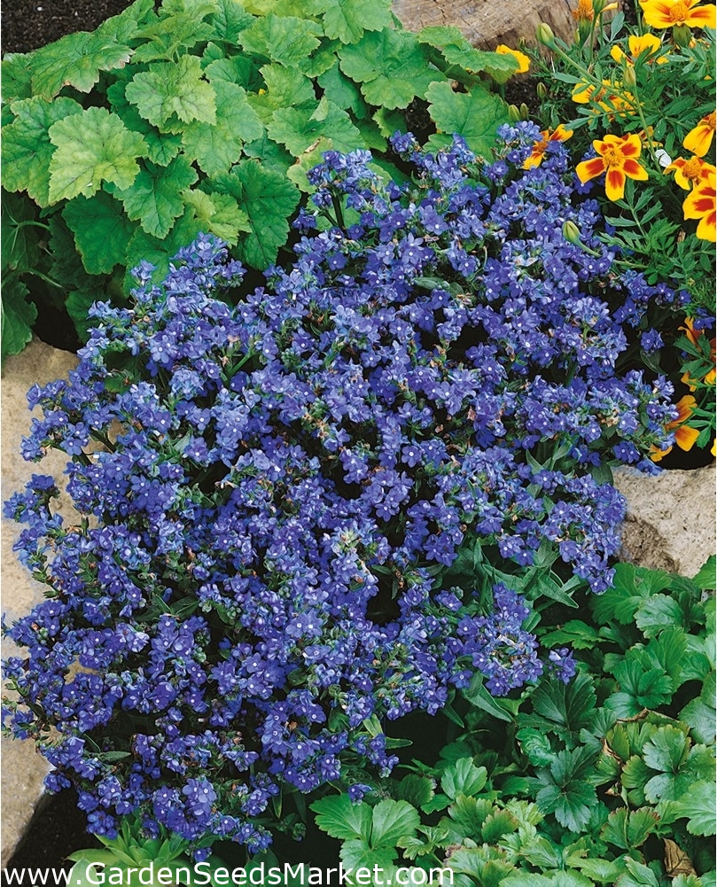 Bugloss, Cape Forget-Me Not - Anchusa capensis - Vivid Blue Blooms ...