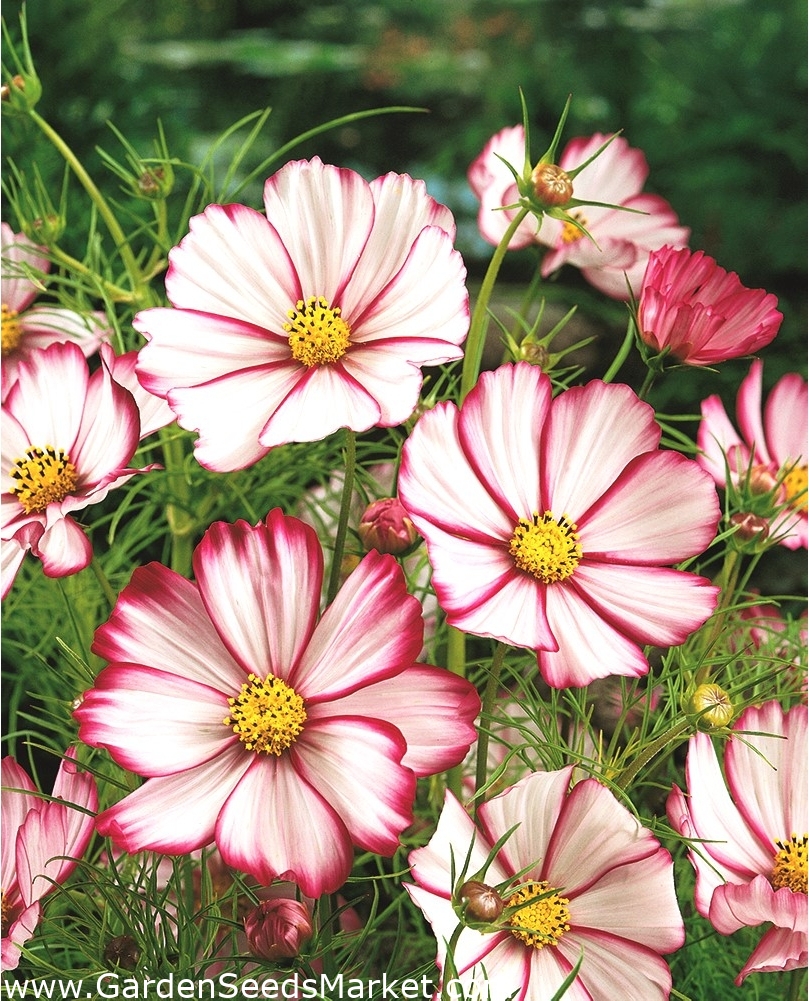Cosmos Sensation 'Picotee' - variété haute - graines (Cosmos bipinnatus ...