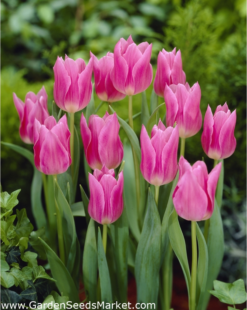 Tulipa China Pink - Tulip China Pink - 5 bulbs – Garden Seeds Market ...