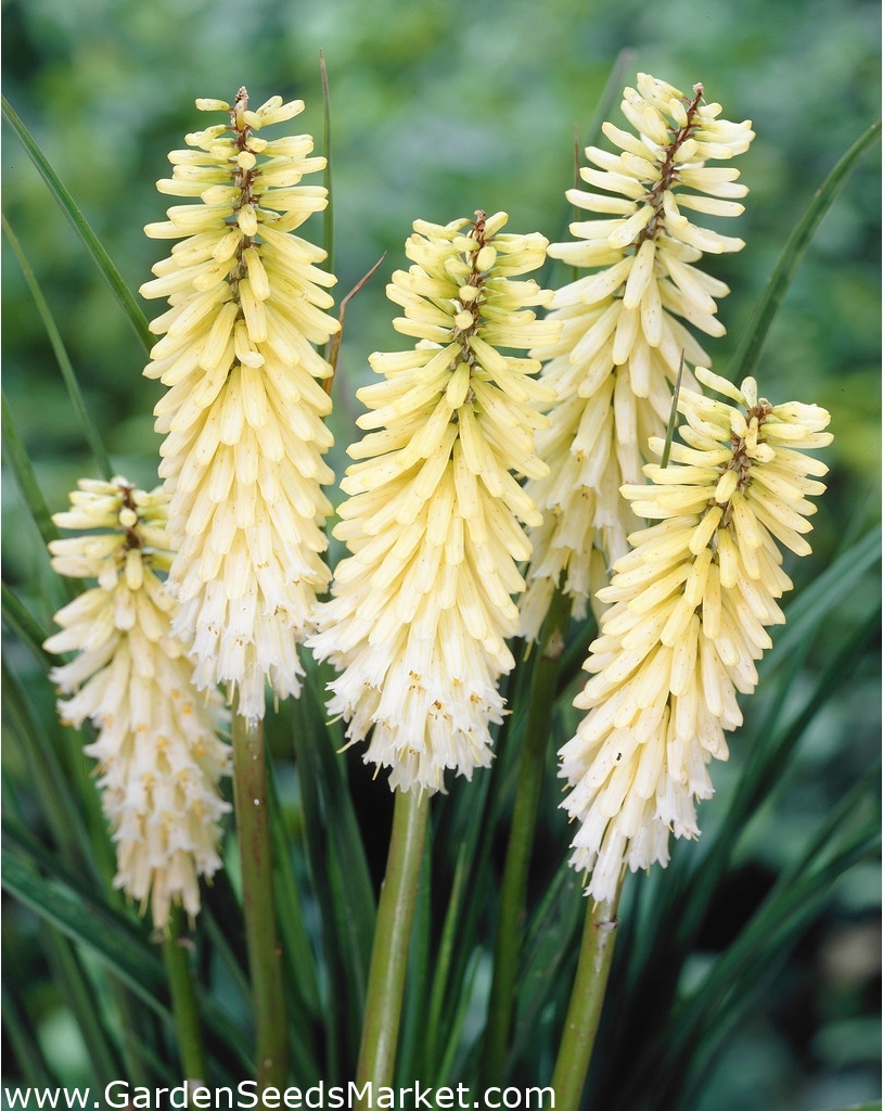 Kniphofia, Red Hot Poker, Tritoma Wit - XL pak - 50 stuks - – Garden ...