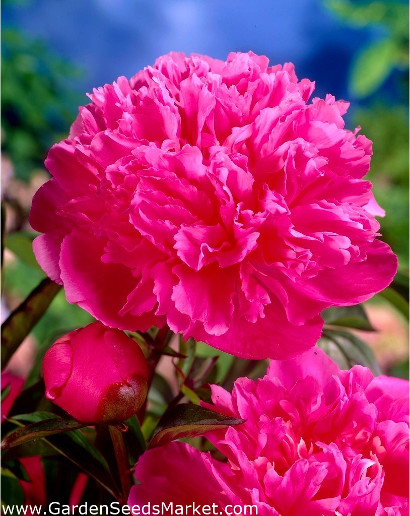 Peony 'Amabilis' - root set - large package! - 10 pcs – Garden Seeds ...