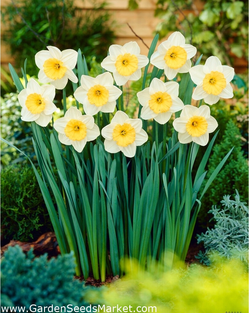 Narcise - Fragrant Breeze - 5 sīpoli – Garden Seeds Market | Bezmaksas ...