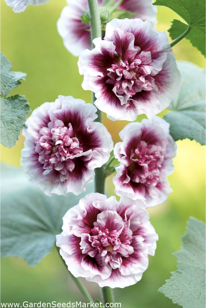 Valge-roosa hollyhock - Creme de Cassis - suur pakend! - 10 tk ...