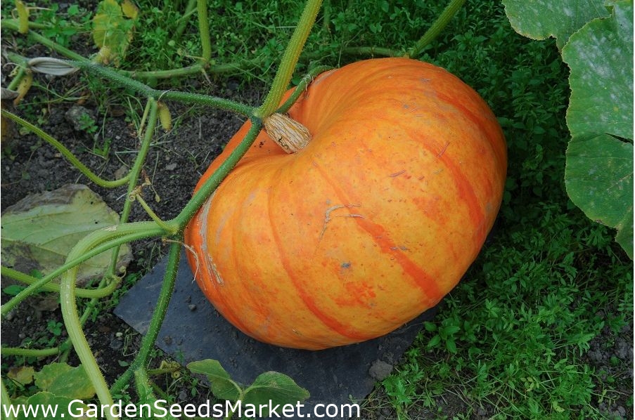 Potiron - Rouge vif d'Etampes - 9 graines - Cucurbita maxima – Garden ...
