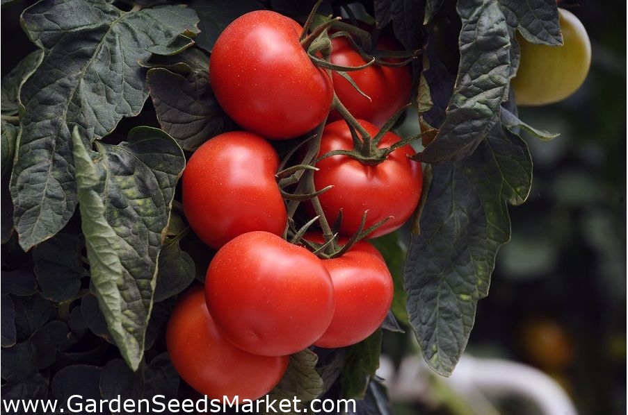 Tomato "Jupiter" - for cultivation under covers - premium variety seeds ...