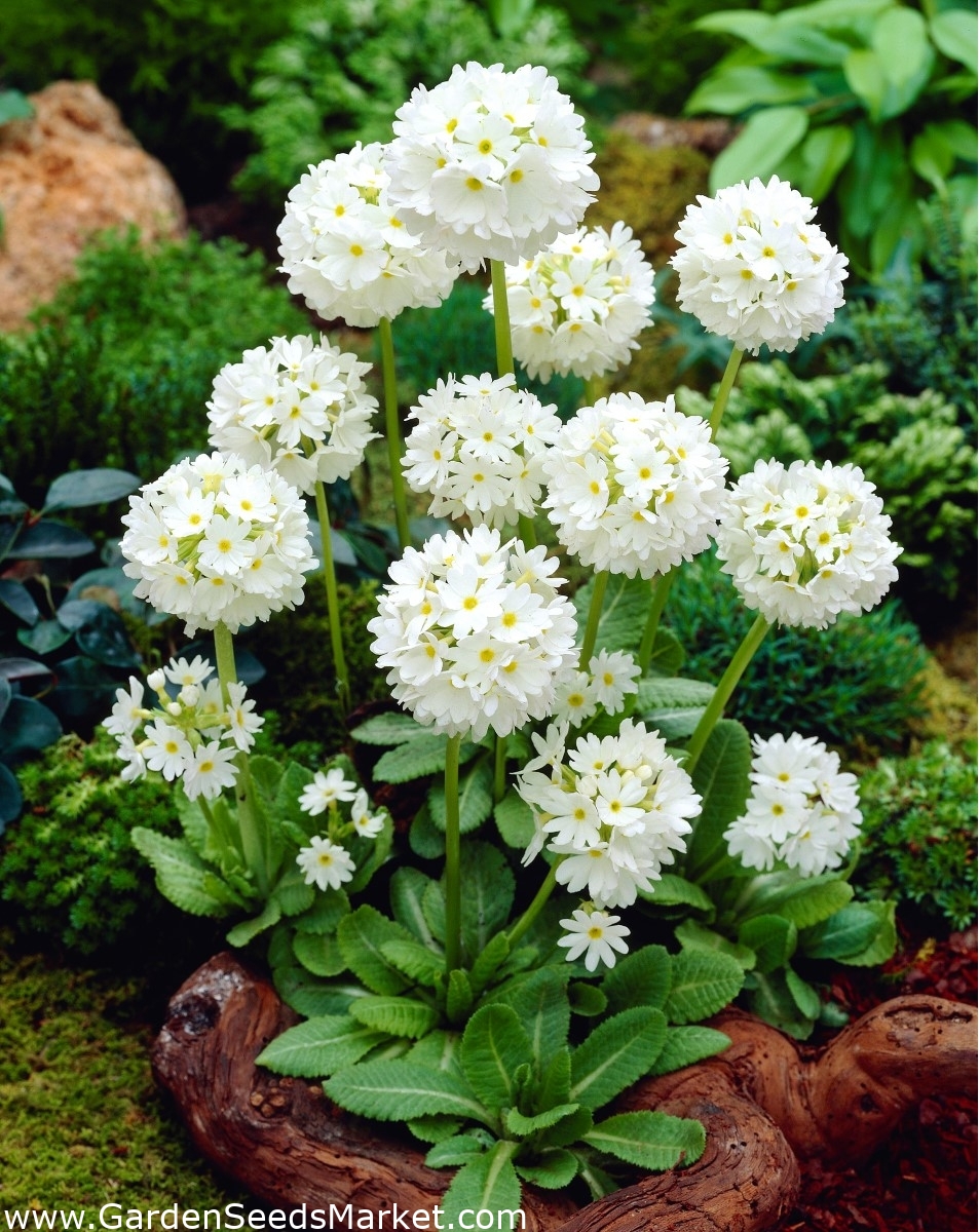 Primula denticulata, Drumstick Primula - White - Seedling – Garden ...